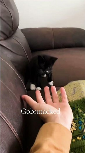 Trying A Magic Trick On My New Kitten 🧙🏻‍♂️