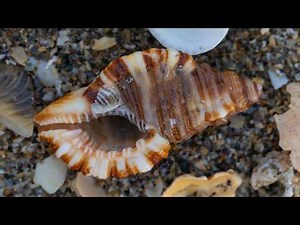 My Best Finds From 6 Years of Shelling