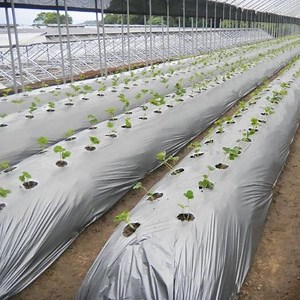 [Hot Item] Blow Molding Mulching Biodegradable Agricultural Black Plastic Mulch Film for Tomato Planting