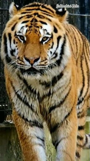 Human vision vs Animal vision 😳😳