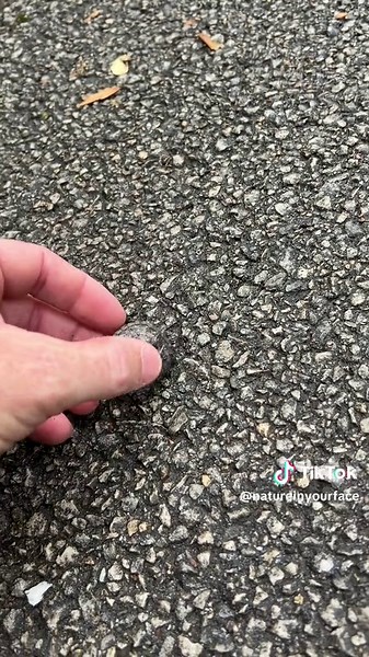 Nature In Your Face on TikTok