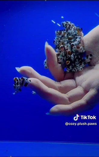 Harlequin Sweetlips: Dancing Fish Phenomenon