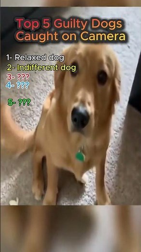 Ranking The Most Guilty Dogs Caught on Camera 🐶😳