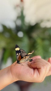 Quando eu era pequena, tenho memórias de plantas gigantes, roseiras rondando meu quintal e damas da tarde se abrindo as 6 horas. Tenho memórias coloridas e cheiros perfumados. Assim me lembro da infância plantada em mim feito jasmim, da liberdade embaixo das amoreiras e brincadeiras de boneca sombreadas pelas buganvílias de minha avó. Sempre sonhei em ter um jardim igual ou quase perto do que me lembro. E, hoje, frutifica nele minha família e os meus, assim como a alma deste lugar, hoje afirmo q