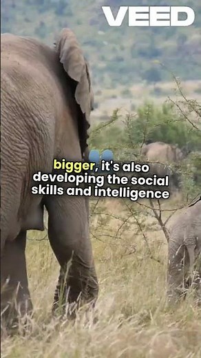 Elephant Pregnancy: A Remarkable 22 Months!