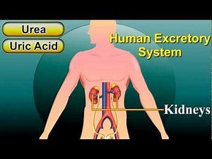 Artificial Kidneys - Dialysis Machine.....