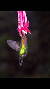 Hummingbird in Timeless Flight — 900fps Ultra Slow Motion @nicolasreusens Costa Rica 🇨🇷 Captured at 900 frames per second, this ultra slow-motion sequence reveals the hidden mechanics of a hummingbird in flight—each wingbeat unfolding with sculptural precision. Suspended against silence and light, the bird’s iridescent form appears to hover outside of time. The visual cadence is paired with the ethereal strains of “Casta Diva,” whose serene lyricism echoes the grace, fragility, and quiet power