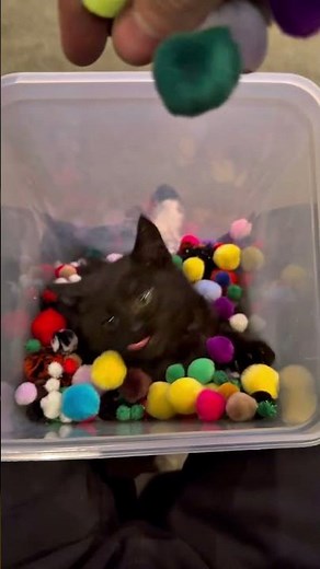 Tesla in a ball pit! #kitten #kitty #cat #shorts #shortvideo #short #subscribe #cute #funnyshorts