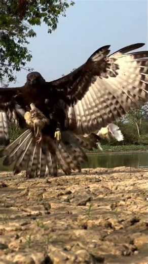 Amazing speed Eagle hunting Changeable Hawk Eagle Life