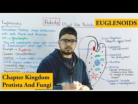 Euglenoids | Plant Like Protists (Algae) | Chapter protista and Fungi