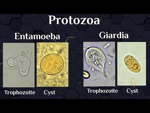 microscopical exam (Protozoal trophozoites & cysts)