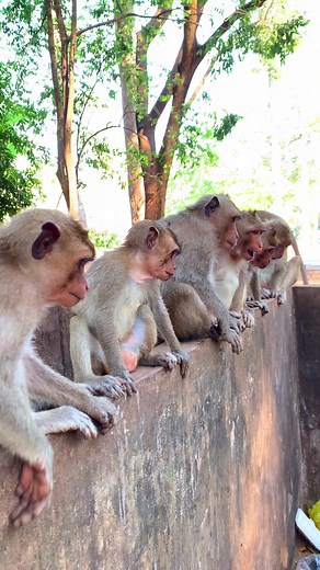 3.2K views | Monkeys line up and wait executive order #animals #monkeys | TV70 | Facebook