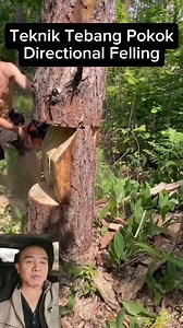 Teknik Tebang Pokok Yang Tepat Arah Dan Selamat. Teknik Directional Felling #hack #diy #treefelling #potongpokok #tips #highlights | Dusun Aroma
