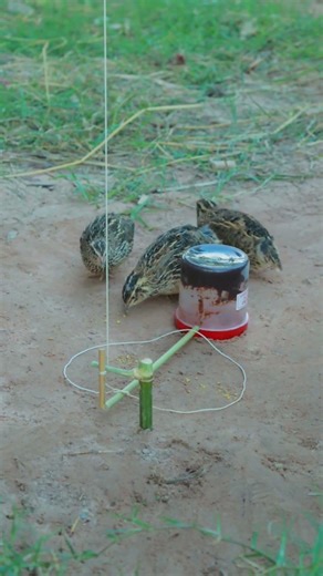 New Quail Trap Processing #shorts