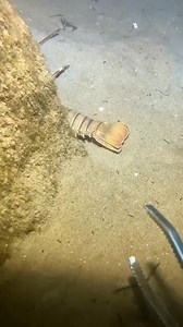 #short #world #yt #challenge #trendingreelsvideo #fbreelsfypシ゚viralシ #shortsvideos #foryouシ | short world yt