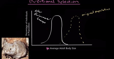 Adaptation and environmental change