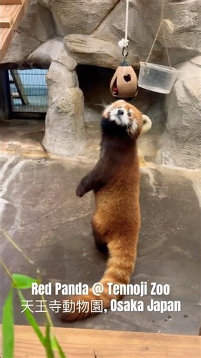 Red Panda @ Tennoji Zoo 天王寺動物園, Osaka Japan