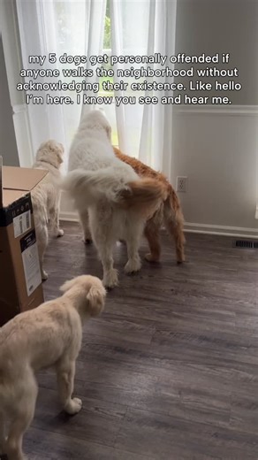 ThreeGoldiesOnePyr | Our neighbors must love us 🤪. P.S. Don’t ask about my window sills they are loved very much by these dogs. #goldenretrieversofinstagram... | Instagram