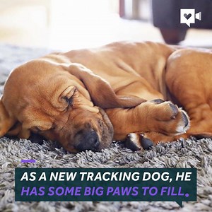 5.9M views · 402 reactions | From being sworn in to meeting his senior officers, this Bloodhound puppy is joining the police force. | Enquirer - Cincinnati and Kentucky | Facebook