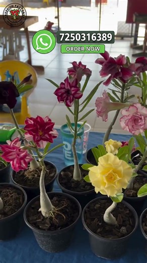 Buy Rare Imported Adenium Plant Online 🛍️ Best Quality Desert Rose #adenium #plants #flowers