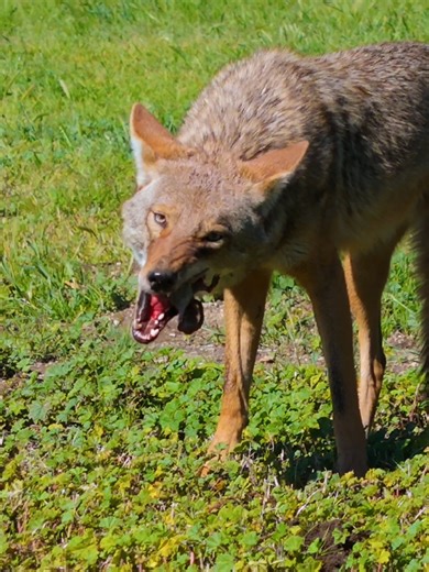 🦊 Cyote vs gopher 🐿 📍Hansen Dam📍 #sanfernandovalley #animals #cyote #wildlife #losangeles