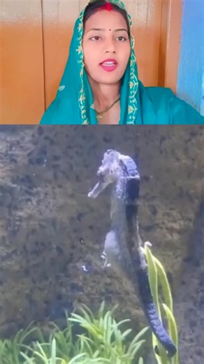 Ranjan Kumari on Instagram: "Samundri Jeev ek bar me kitna sara baby janm de raha #samundri jeev #baby #viral #trendingvideo #foryou"