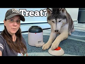 Is My Husky a GENIUS?! She Solved This Puzzle INSTANTLY! 🧠