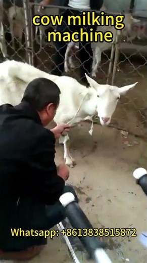 High-efficiency cow milking machine | How doess cow and goat milking machine work?