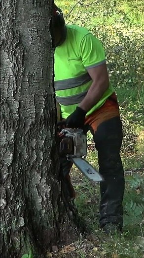 Birch Tree Removal Next to a Field – Watch It Fall!