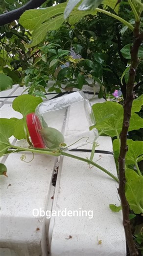 Stop Fruit Fly Attacks on Melons with This Easy Method