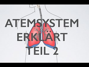 Atmung Teil 2 | Atmungsantrieb | Medizin Grundlagen