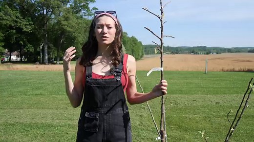 Planting Bare Root Fruit Trees (We Started an Orchard
