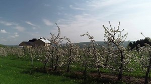 15K views · 378 reactions | Take a minute and soar through the beautiful apple blossoms at Beak & Skiff Apple Orchards in LaFayette. | syracuse.com | Facebook
