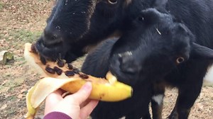 88K views · 3.9K reactions | Goats Try "Ants on a Log" Treat - Boonie & his mom Moona Ruth | Goat Life | Facebook
