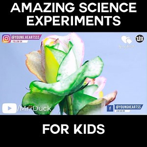 21K views · 13 reactions | Simple and safe science experiments for...