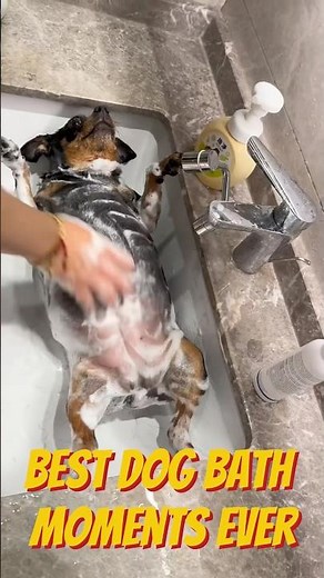 Dogs HATE Bath Time 😂💦