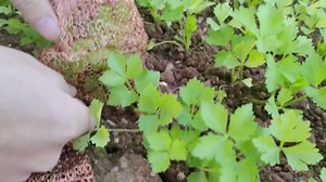 Copper Mesh Rodent Control Copper Mesh Roll, Sturdy Pure Copper Stuff-fit Wire Mesh for Gap Copper Blocker Fill Fabric 4" x 40"