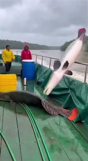 Amazon “JACKPOT!”: Giant Arapaima Rain Onto the Deck—Then a Black Caiman Hits the Rail