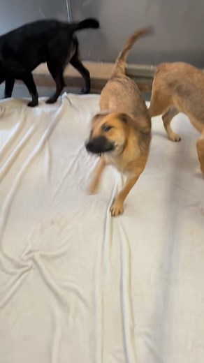 Lab mix puppies born 5/5/2025 All males | Battle Mountain Humane Society