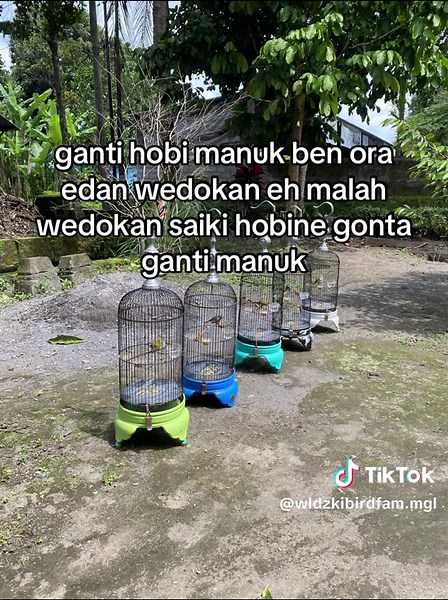 lololololo#wdbrdfm#kicaumanianusantara#plecimaniaindonesia