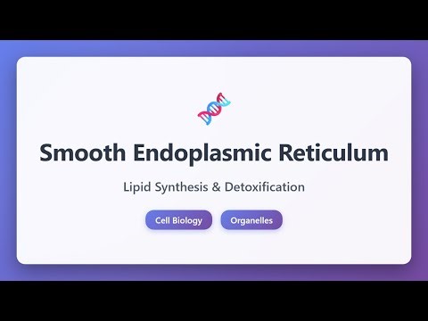 Smooth ER Explained: Lipid Synthesis & Detoxification | Cell Biology