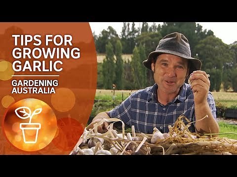 Tips for growing garlic from a guru