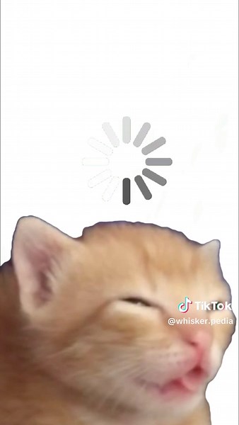 Exploring Cat Behaviors: Periods and Costumes