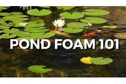 Pond Foam All you need to know about