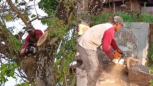 Handling Trembesi Tree with Advanced Chainsaws