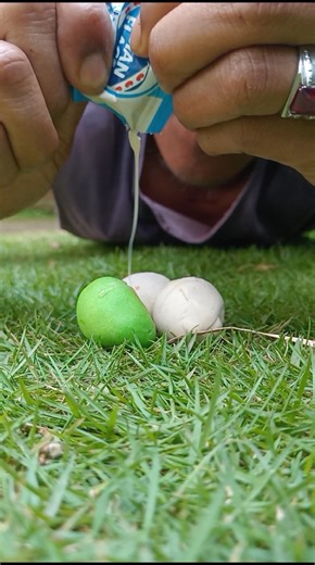 Best Dreams, The bumblebee millipede has returned after a human placed some cookies#millipede