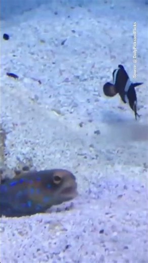 Why Does This Fish Keep Spitting Sand? #shorts