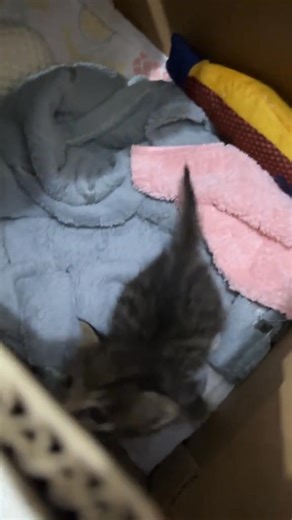 #cute #kitten cat sound... | pinki the cat