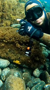 #spearfishing #fishing #ocean #highlightseveryonefollowers | FISH Hunting TV