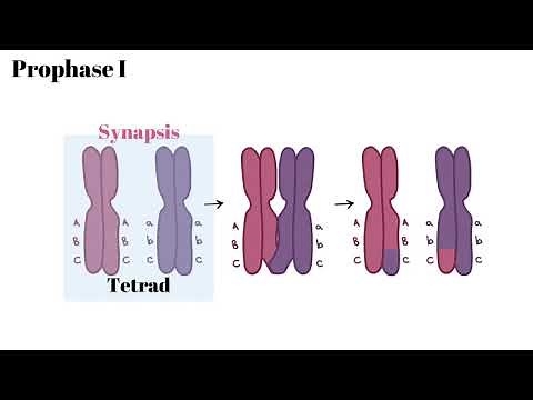 Genetic Variation and Meiosis